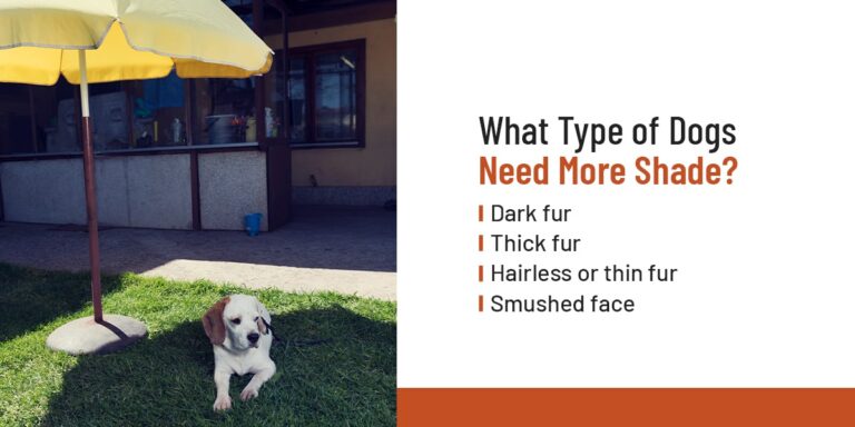 10 Easy Dog Shade Ideas - Shading Texas